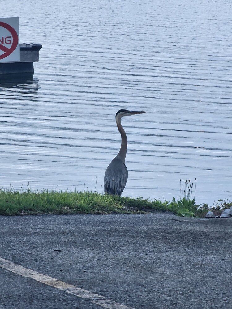 Talking about stupid boaters ( Not related to anything on this forum) Update with pictures - #21 ...